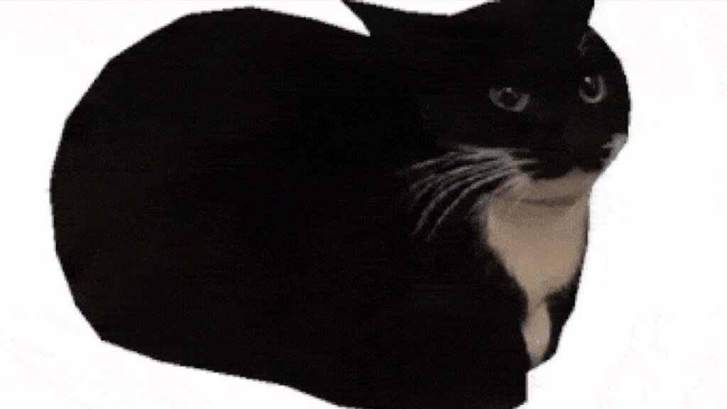 Meet Maxwell, The Spinning Cat Taking Over The Internet - NowOmaha!